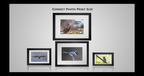 An Exhaustive Guide to Standard Photo Sizes - EGI