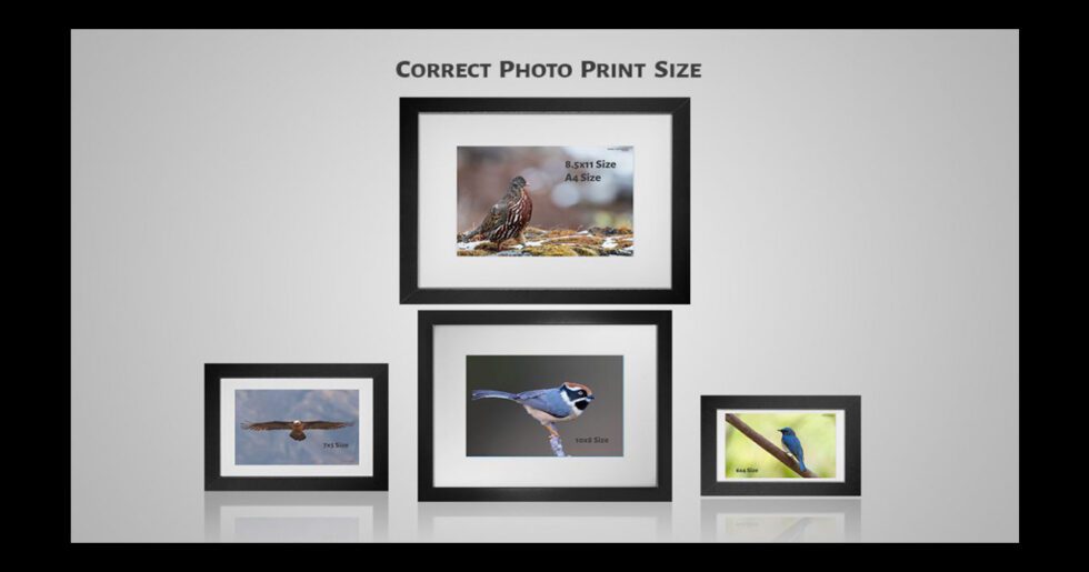 An Exhaustive Guide to Standard Photo Sizes - EGI